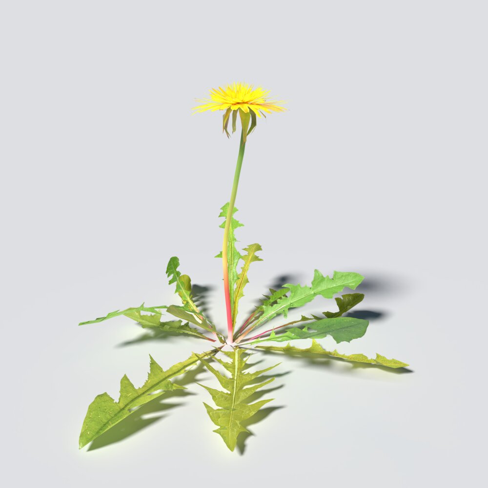 Dandelion Blooming flower 3D model - Download Flowers on 3DModels.org