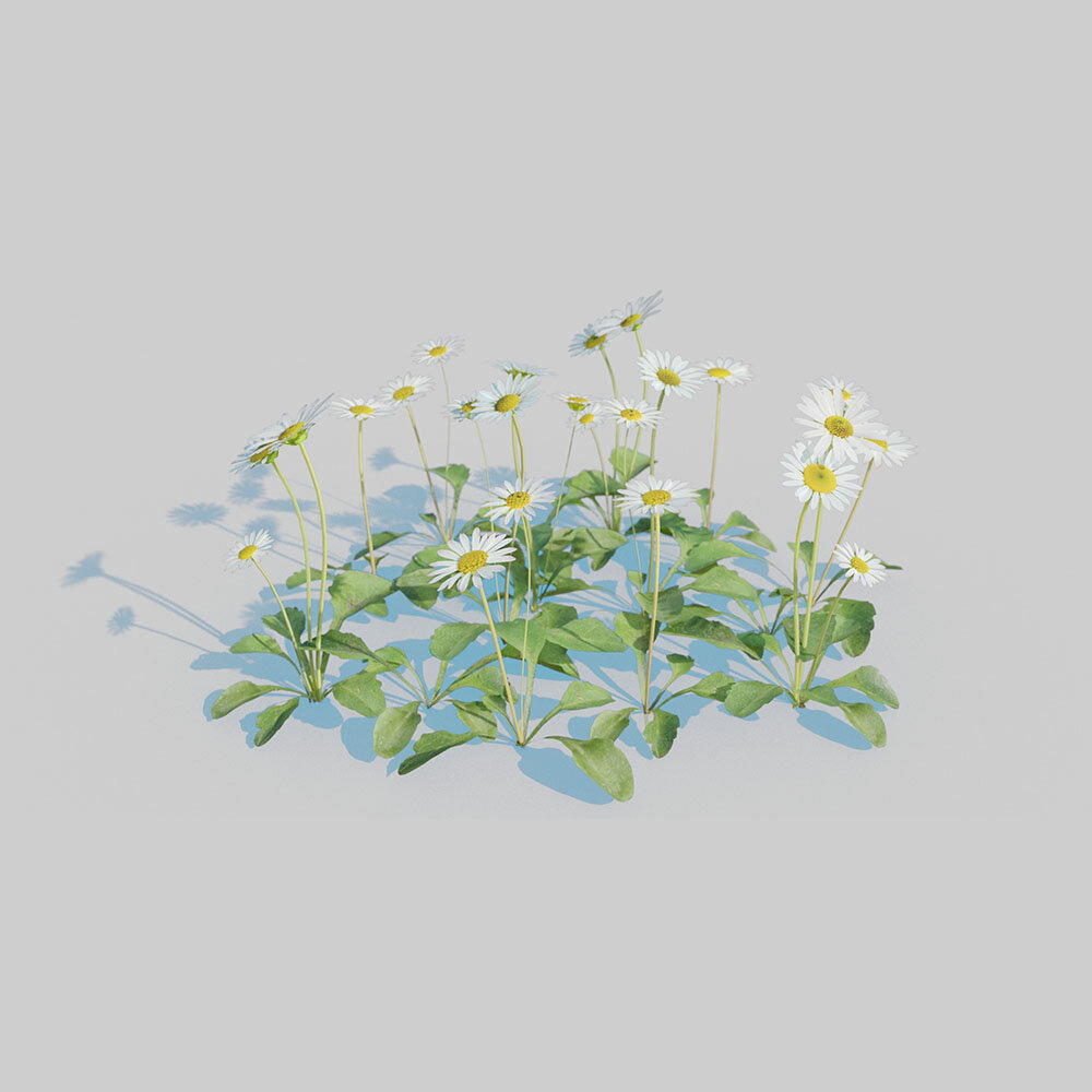 Daisy Pack 3D model - Download Flowers on 3DModels.org