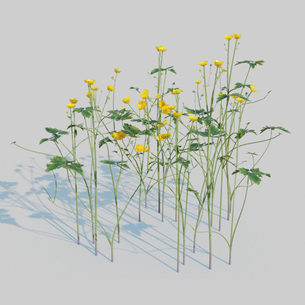 Creeping Buttercup Flower 3D model - Download Flowers on 3DModels.org