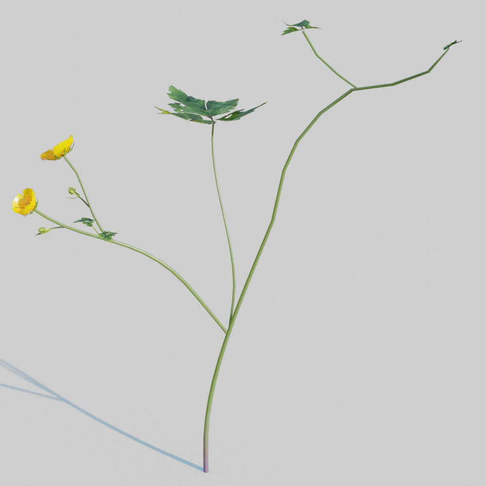 Creeping Buttercup Flower 3D model - Download Flowers on 3DModels.org