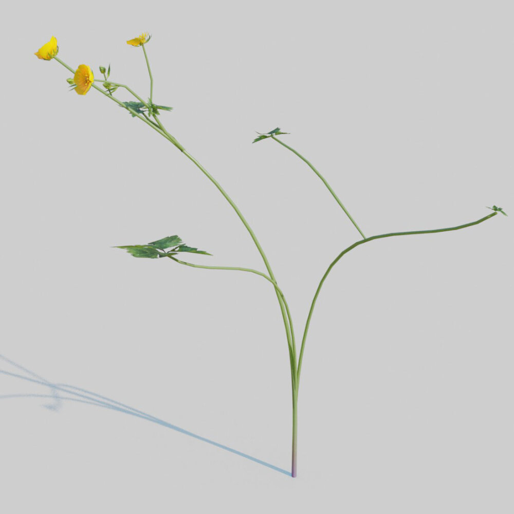Creeping Buttercup Flower 3D model - Download Flowers on 3DModels.org