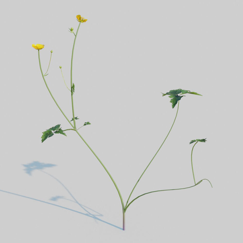 Creeping Buttercup Flower 3D model - Download Flowers on 3DModels.org