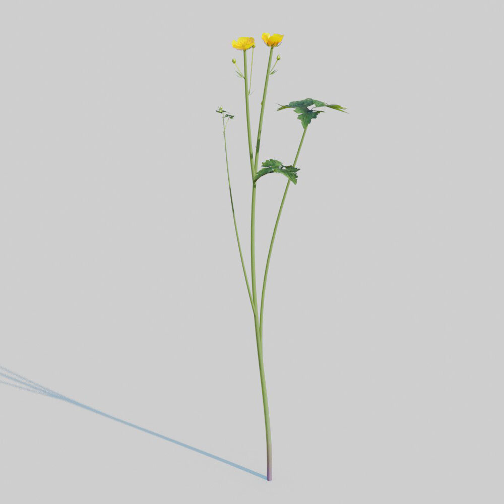 Creeping Buttercup Flower 3D model - Download Flowers on 3DModels.org