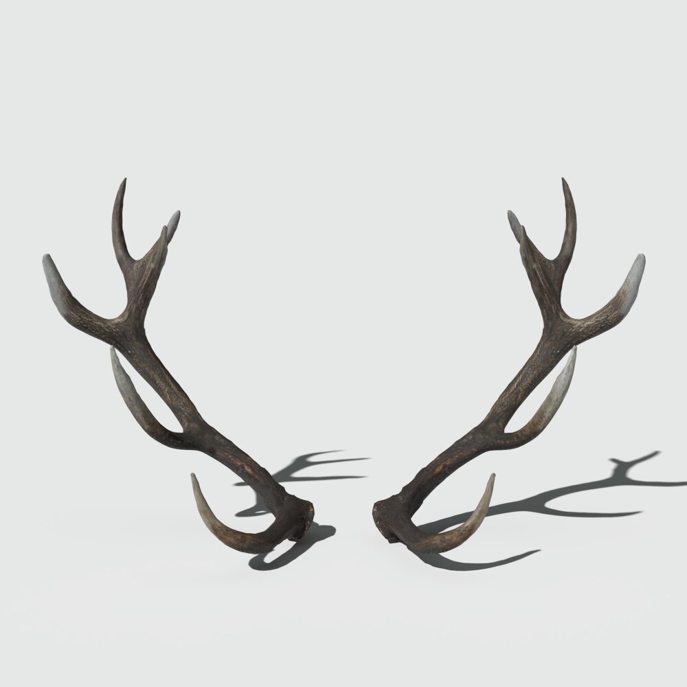 Reed Deer Antlers Scan 3D model - Download Mammals on 3DModels.org