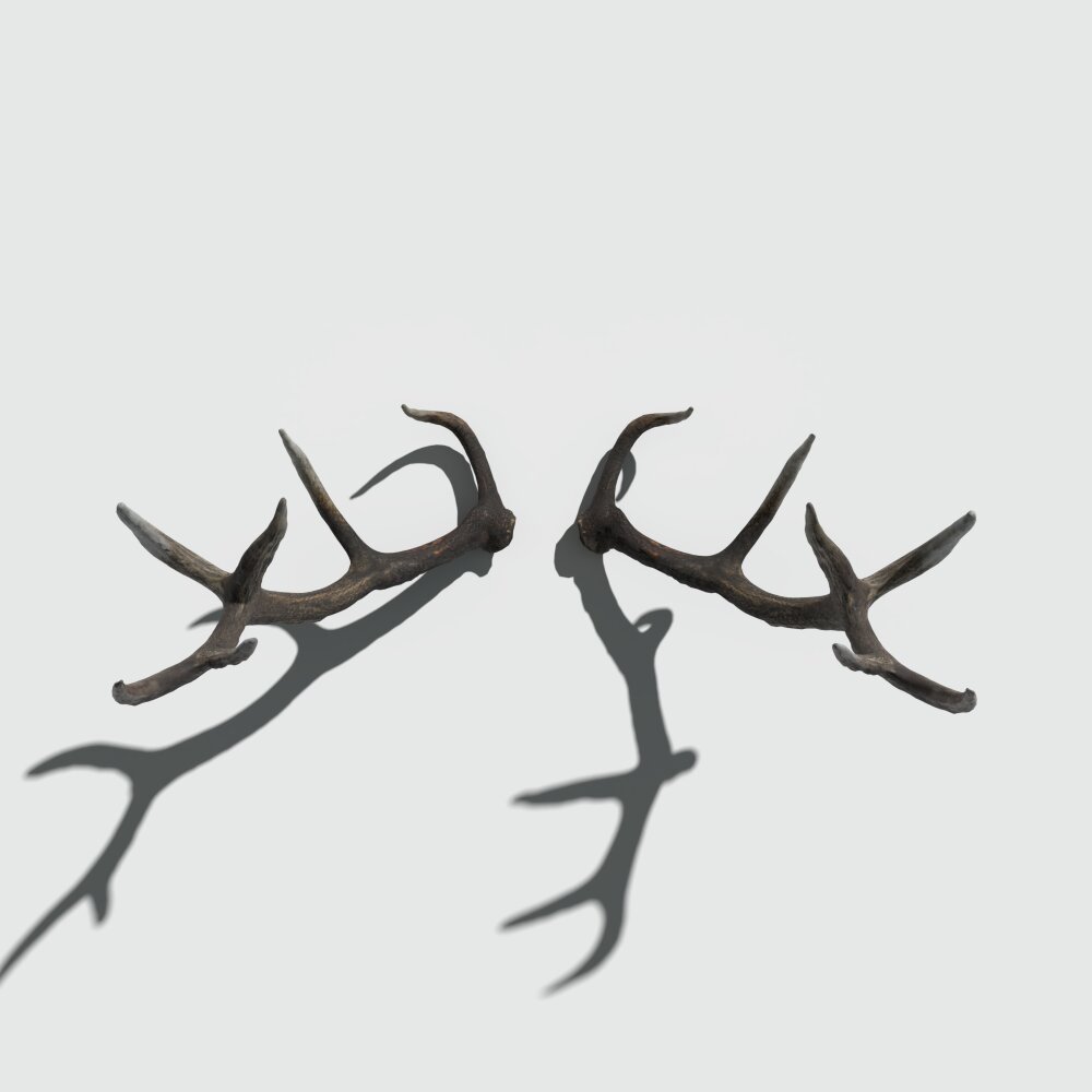 Reed Deer Antlers Scan 3D model - Download Mammals on 3DModels.org