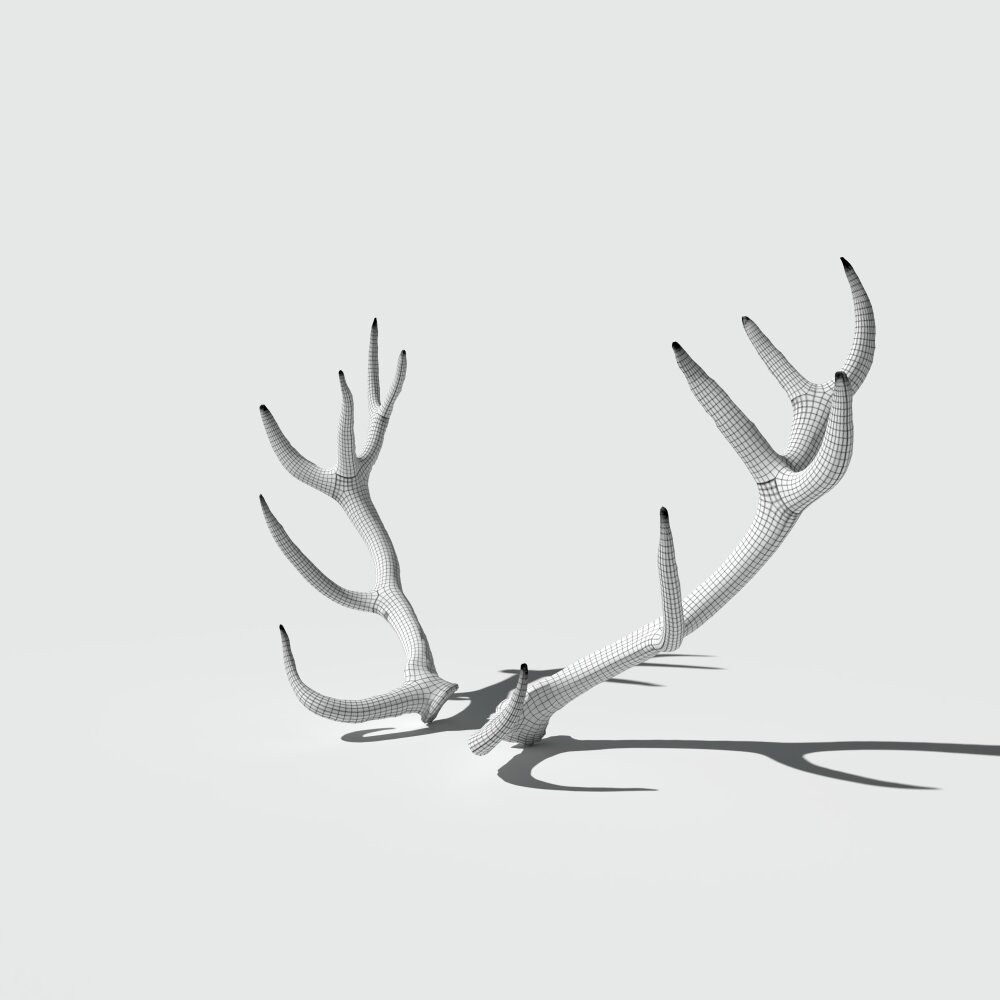 Reed Deer Antlers Scan 3D model - Download Mammals on 3DModels.org