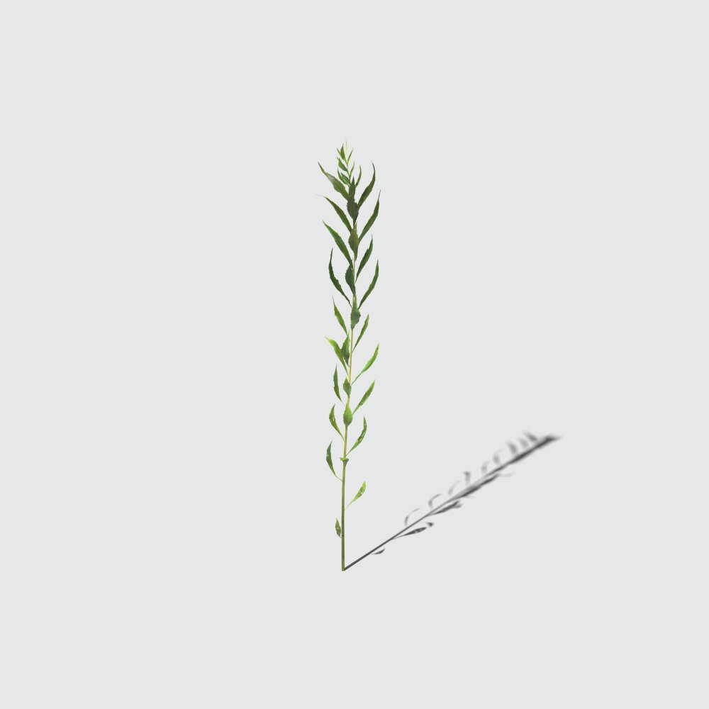Goldenrod Pack 3D model - Download Grass on 3DModels.org