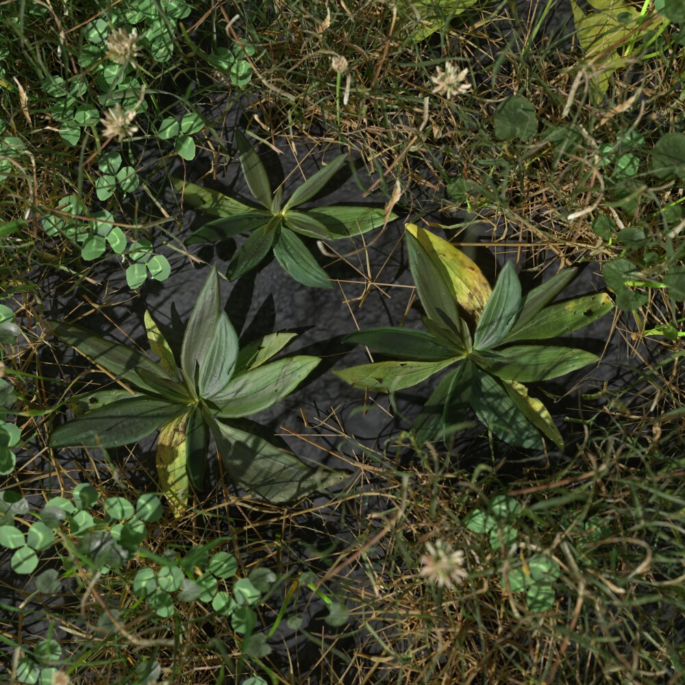 Narrow Leaf Plantain Pack 3D model - Download Grass on 3DModels.org