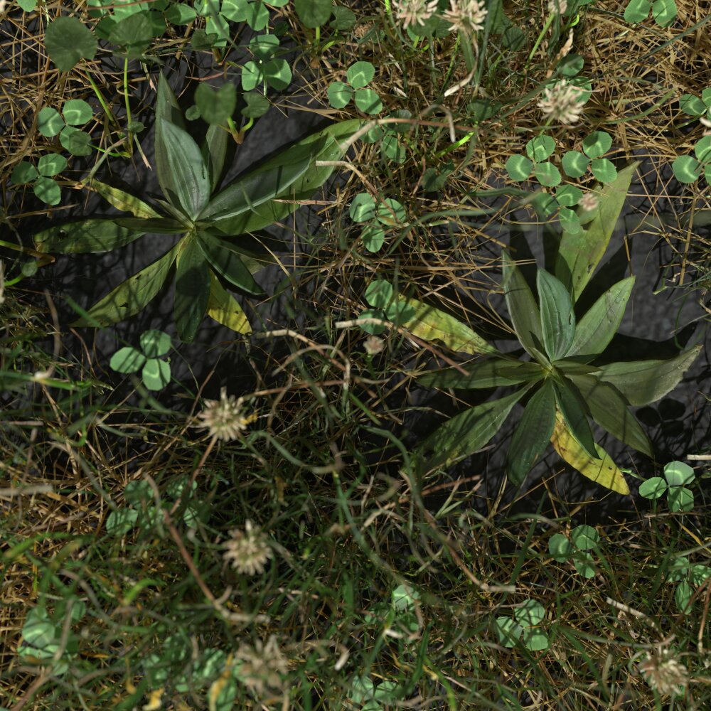 Narrow Leaf Plantain Pack 3D model - Download Grass on 3DModels.org