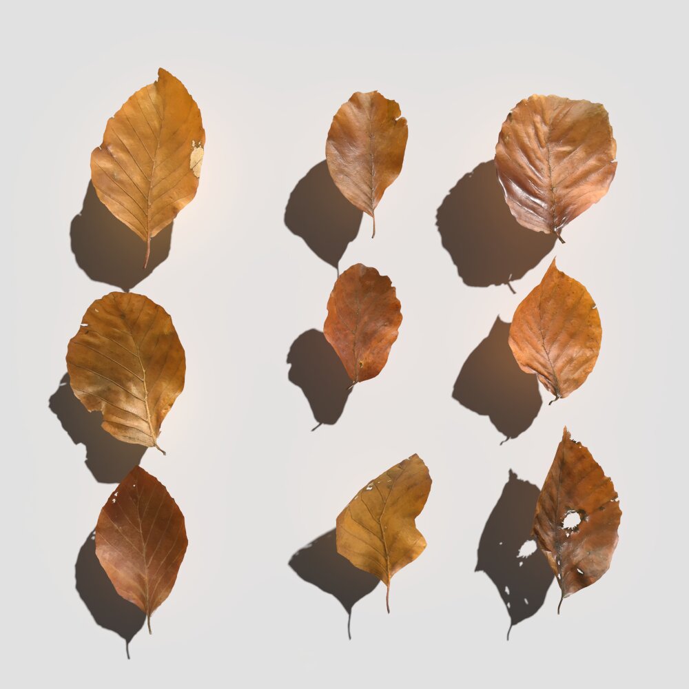 Dry Beech Leaves Pack 3D model - Download Trees on 3DModels.org