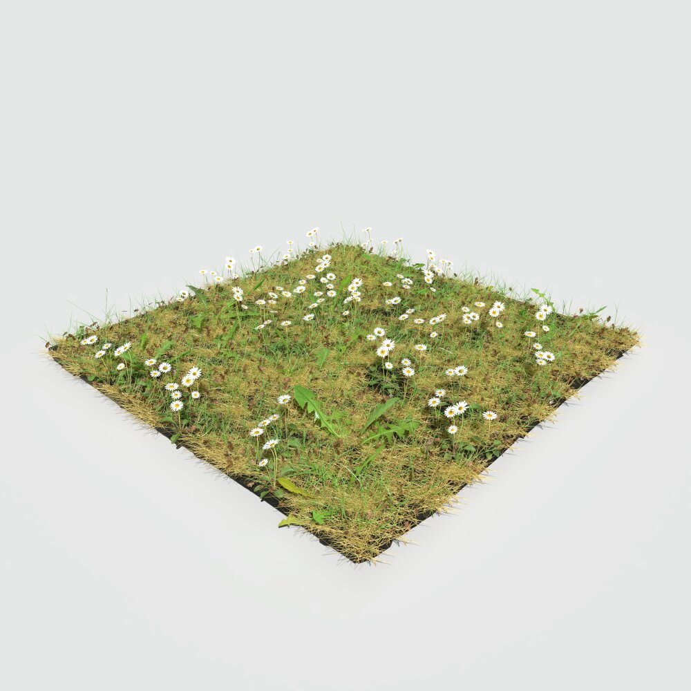 Meadow Patch Daisy 3D model - Download Landscapes on 3DModels.org