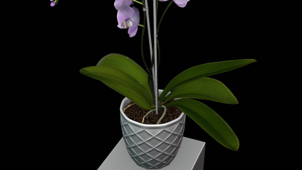 Elegant Lilac Orchid in Textured White Pot 3D model - Download Flowers ...