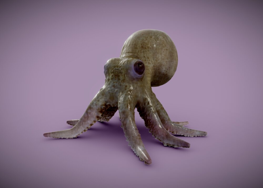 Baby Octopus 3D model - Download Invertebrates on 3DModels.org