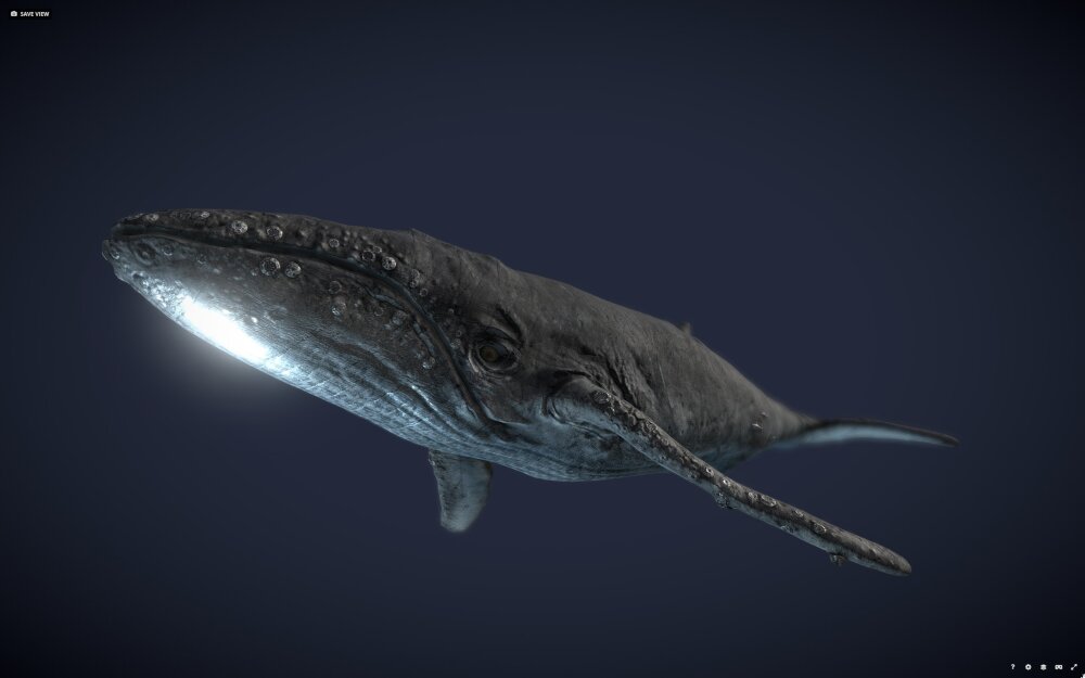 Humpback Whale with Realistic Features 3D model - Download Marine ...