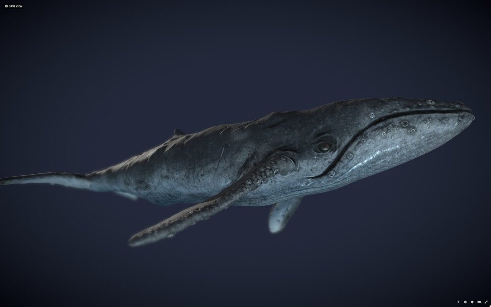 Humpback Whale with Realistic Features 3D model - Download Marine ...