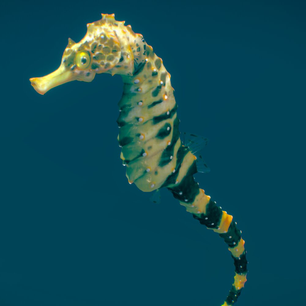 Tiger Tail Seahorse 3D model - Download Fish on 3DModels.org