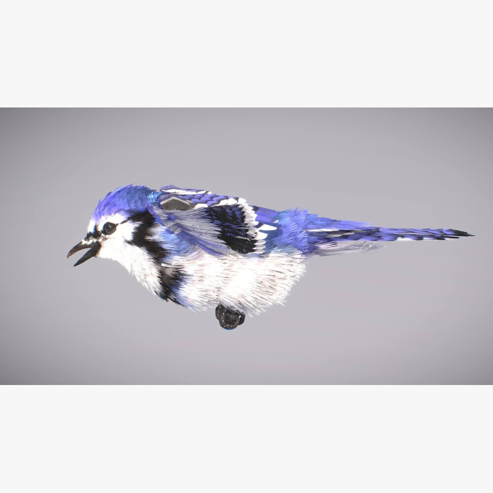 Blue Jay 3D model - Download Birds on 3DModels.org