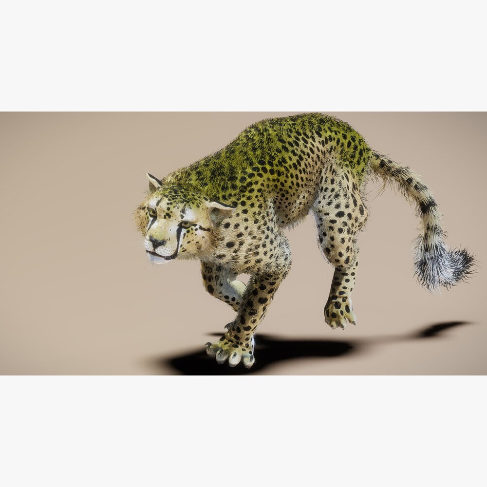 Cheetah 3D model - Download Mammals on 3DModels.org