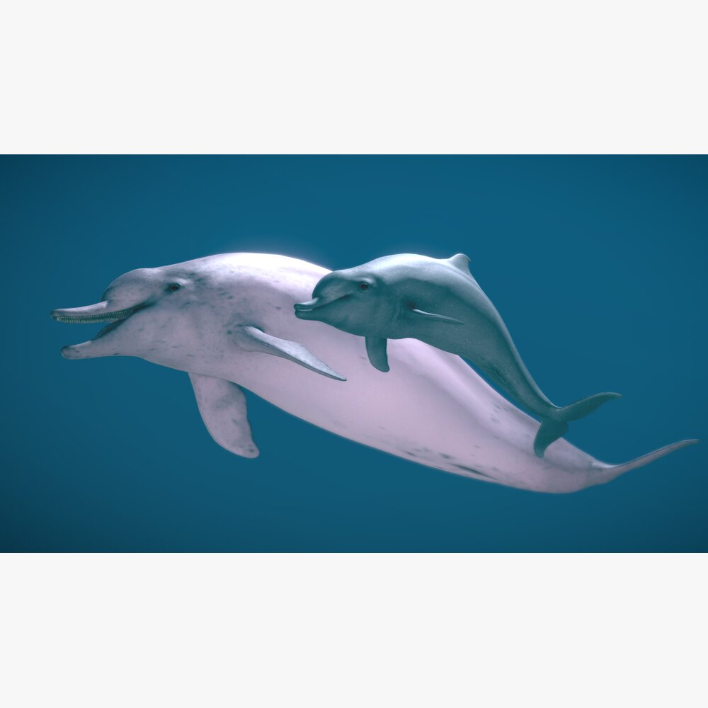 Indo-Pacific Humpback Dolphin 3D model - Download Mammals on 3DModels.org