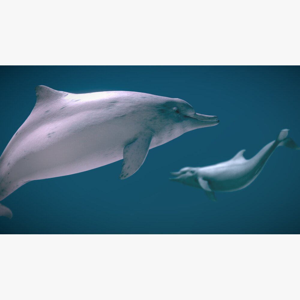 Indo-Pacific Humpback Dolphin 3D model - Download Mammals on 3DModels.org