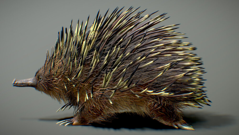 Echidna 3D model - Download Mammals on 3DModels.org