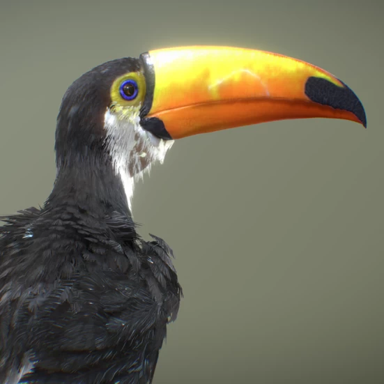 Toucan 3D Models Download - 3DModels.org