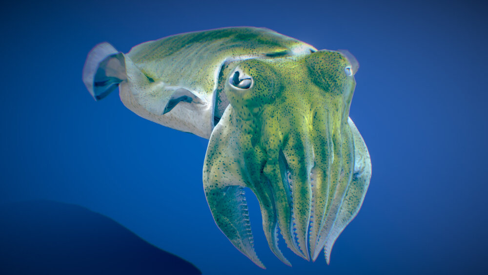 Golden Cuttlefish 3D model - Download Invertebrates on 3DModels.org