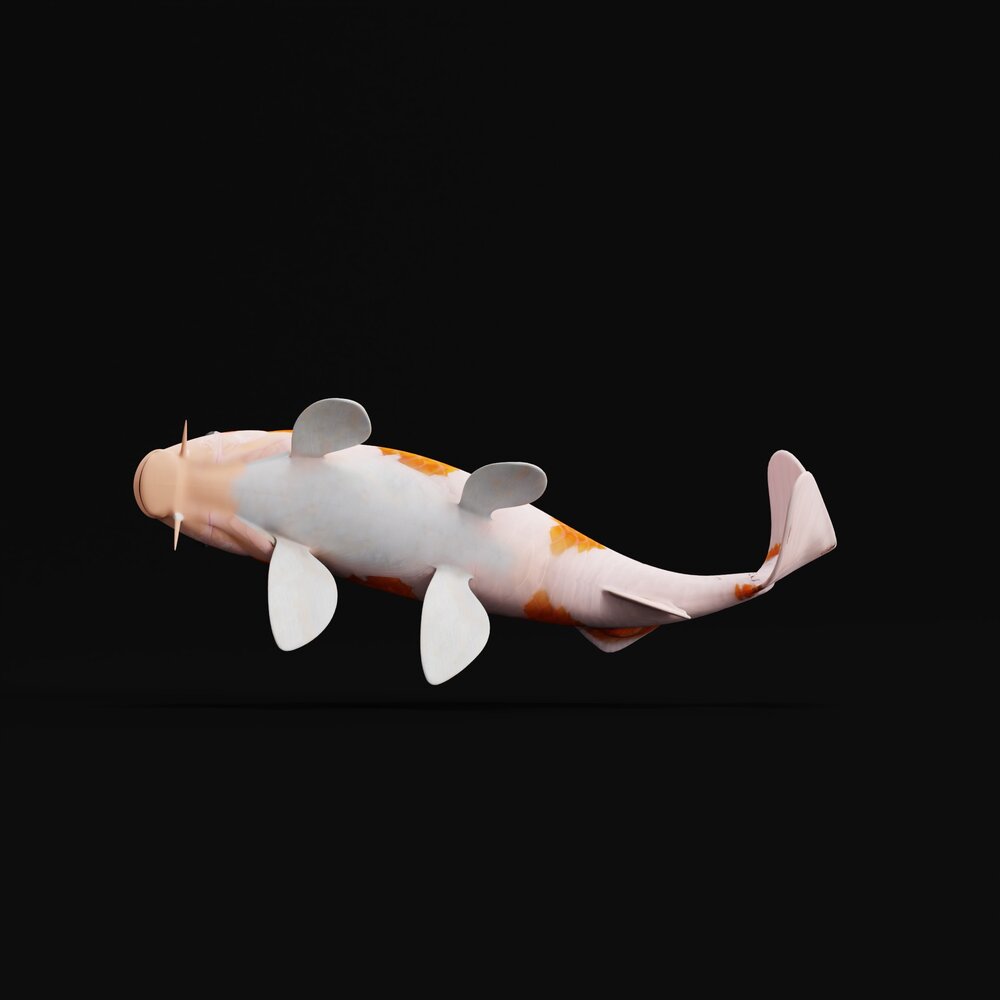 Nishikigoi Koi Fish Low poly 3D model - Download Fish on 3DModels.org