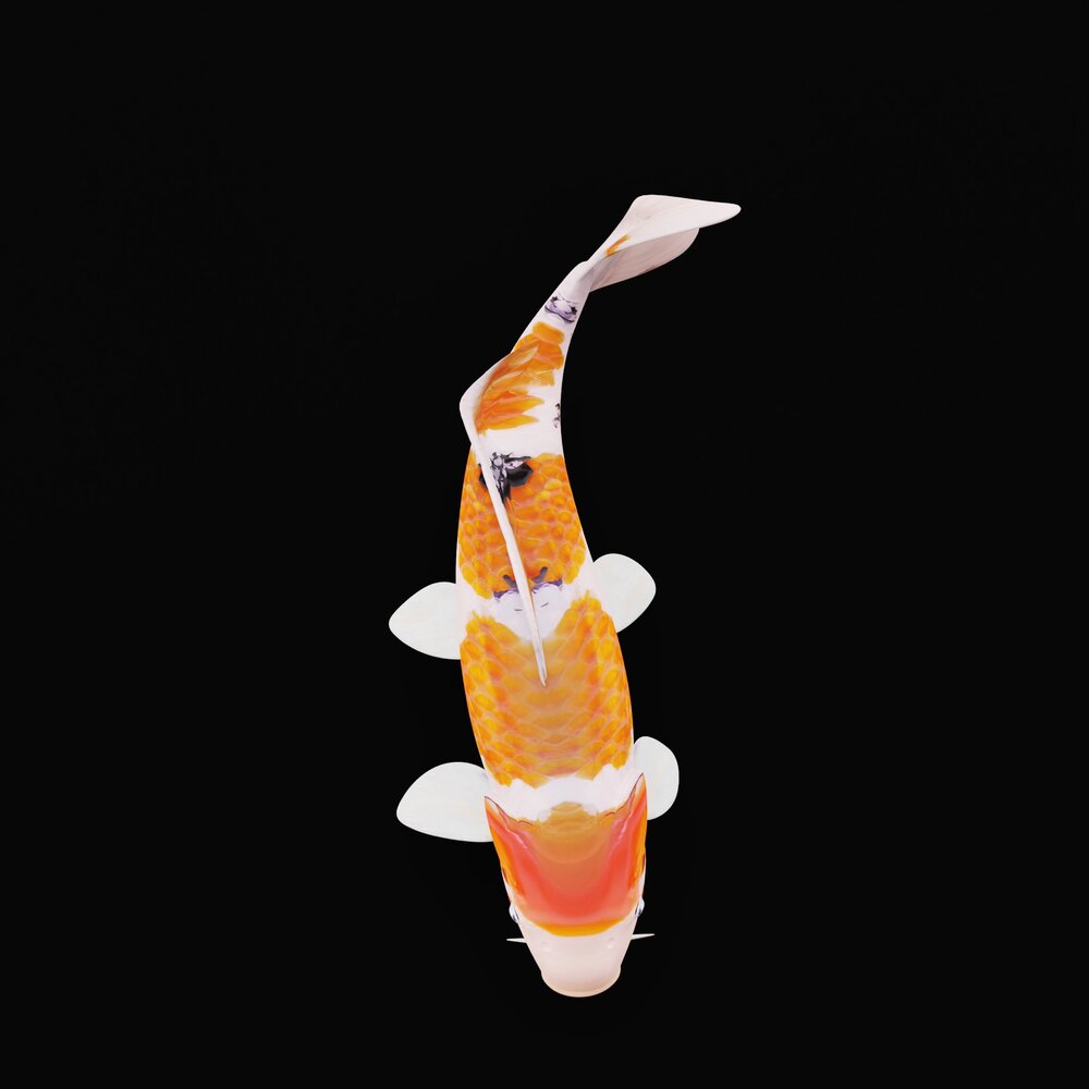 Nishikigoi Koi Fish Low poly 3D model - Download Fish on 3DModels.org