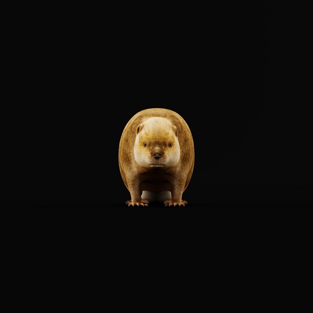 North American Beaver Low-poly 3D model - Download Mammals on 3DModels.org