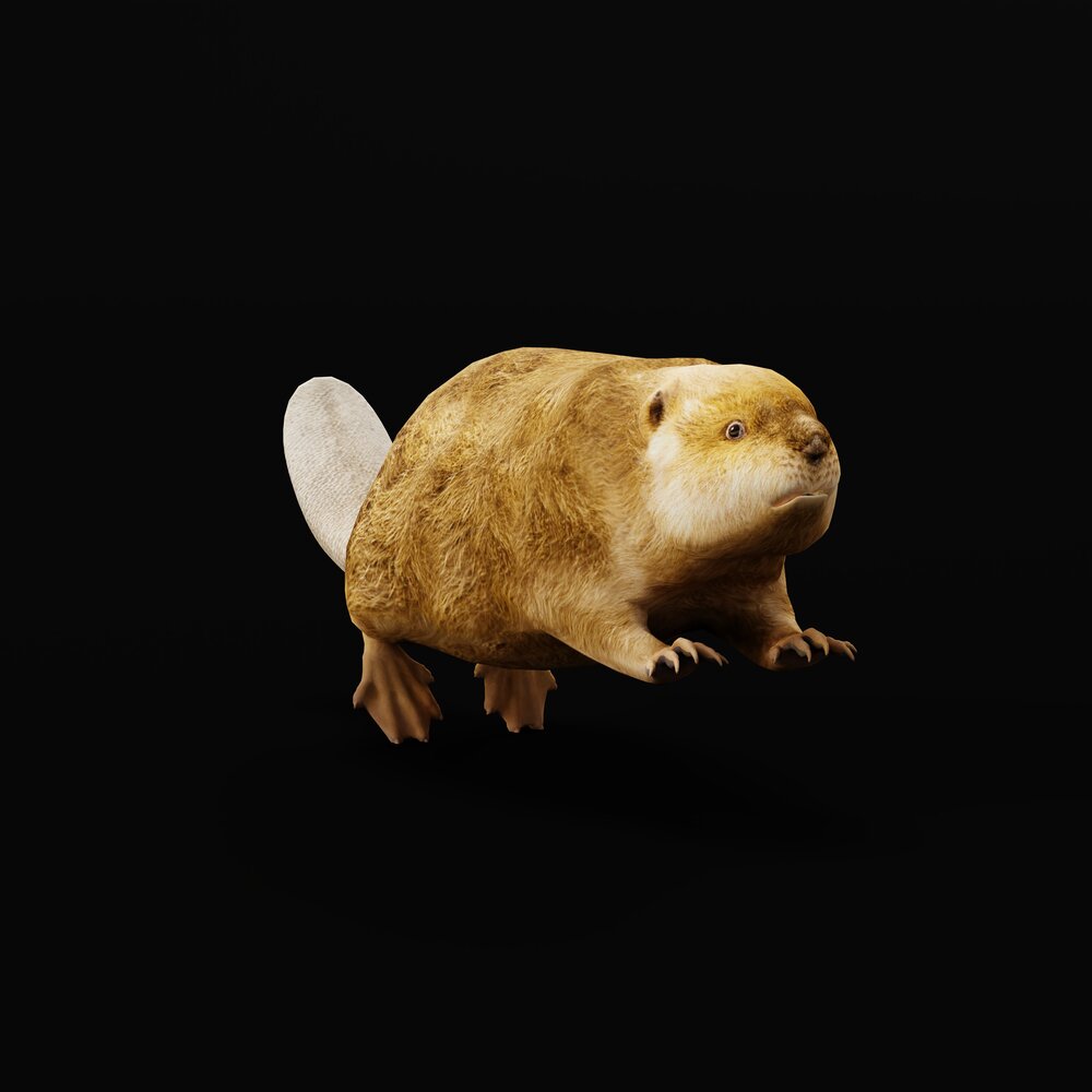 North American Beaver Low-poly 3D model - Download Mammals on 3DModels.org