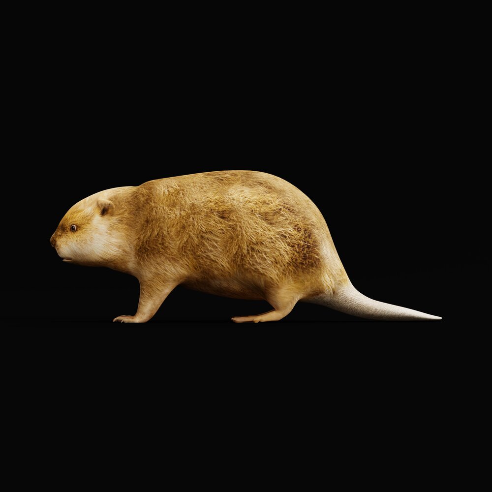North American Beaver Low-poly 3D model - Download Mammals on 3DModels.org