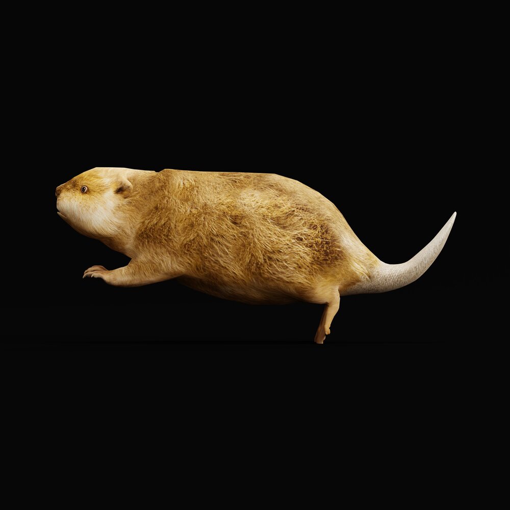 North American Beaver Low-poly 3D model - Download Mammals on 3DModels.org