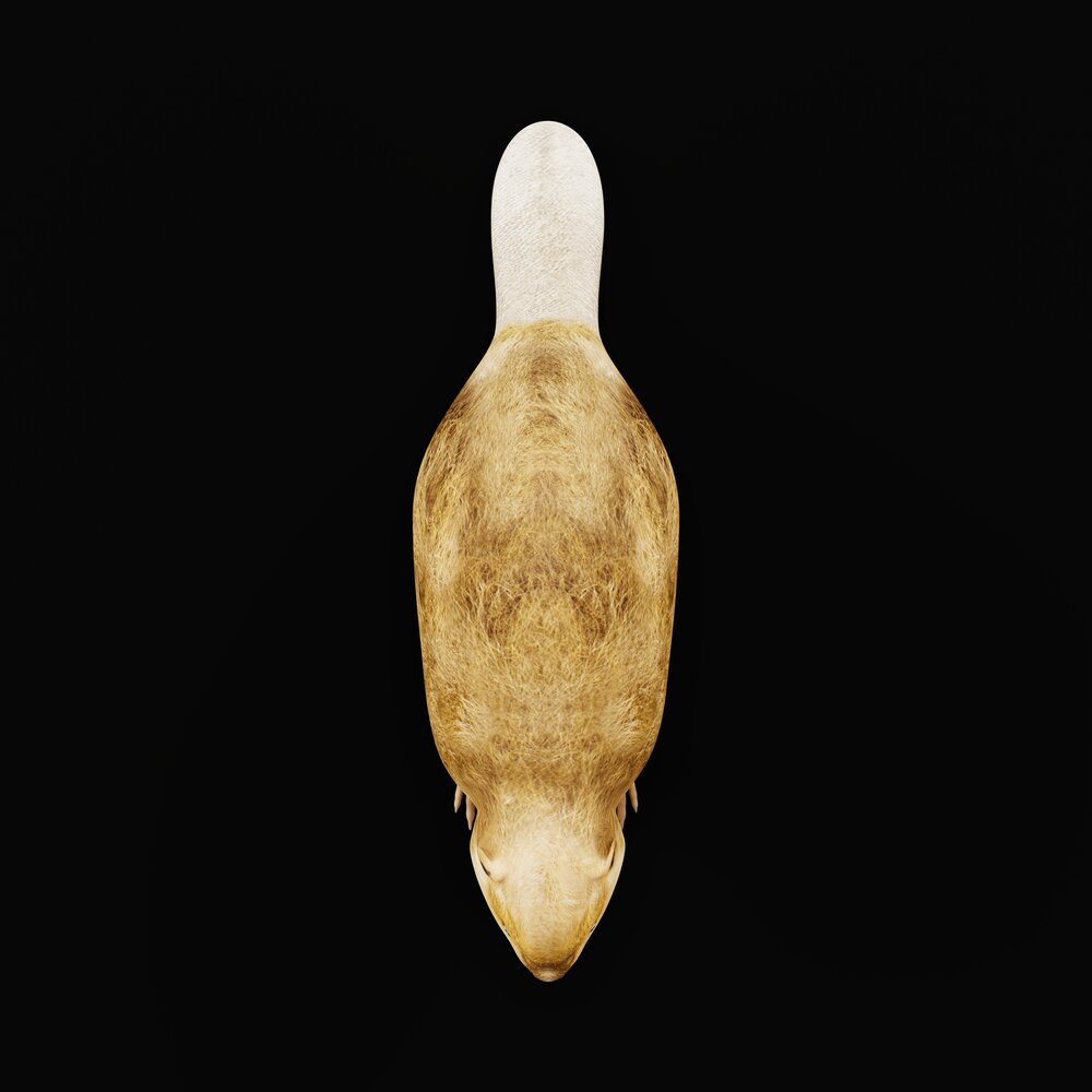 North American Beaver Low-poly 3D model - Download Mammals on 3DModels.org