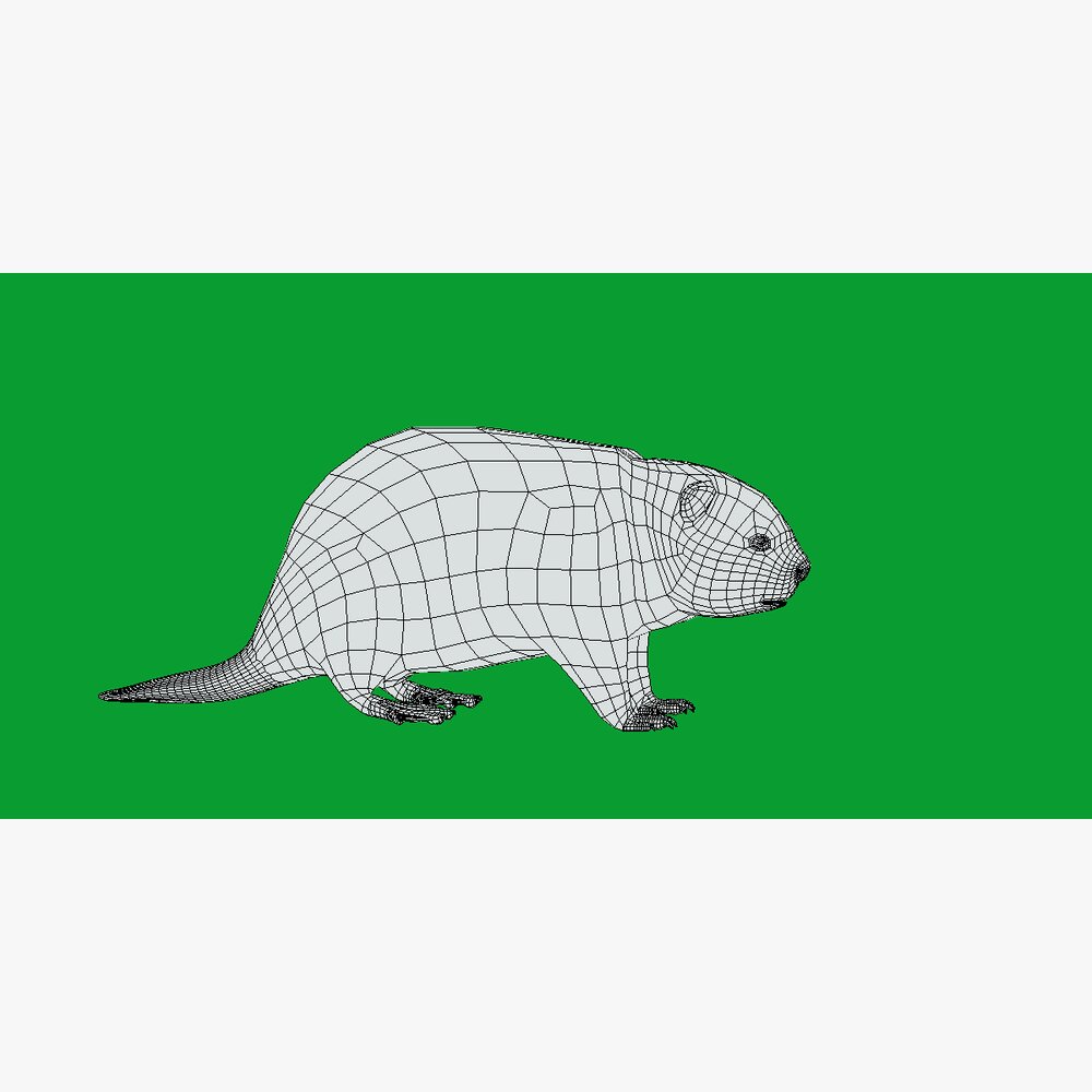 North American Beaver Low-poly 3D model - Download Mammals on 3DModels.org