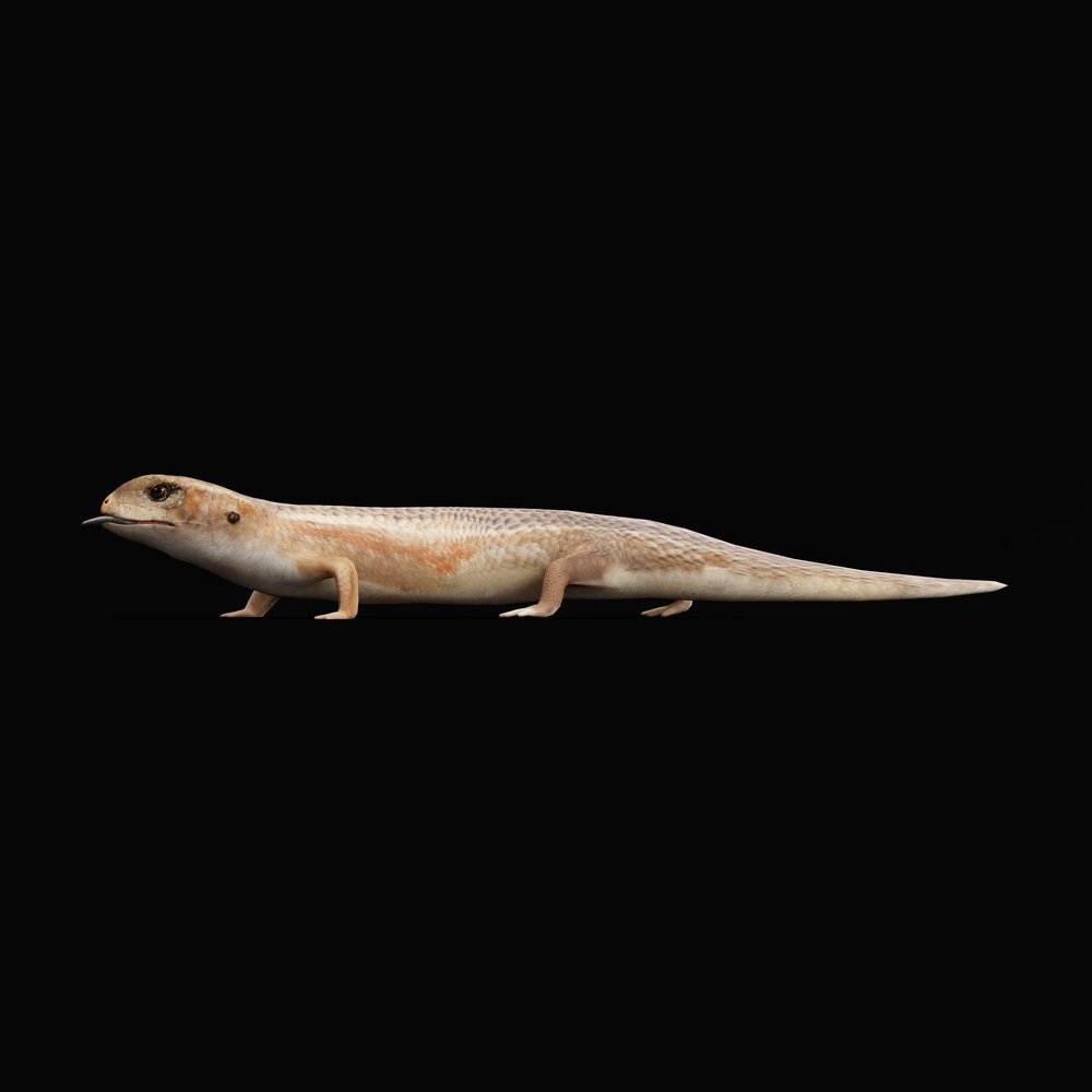 Blue Tongued Skink Low poly 3D model - Download Reptile on 3DModels.org