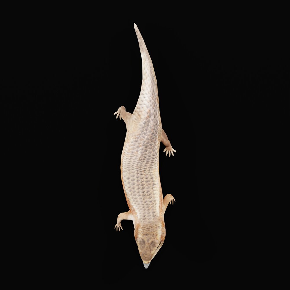 Blue Tongued Skink Low poly 3D model - Download Reptile on 3DModels.org