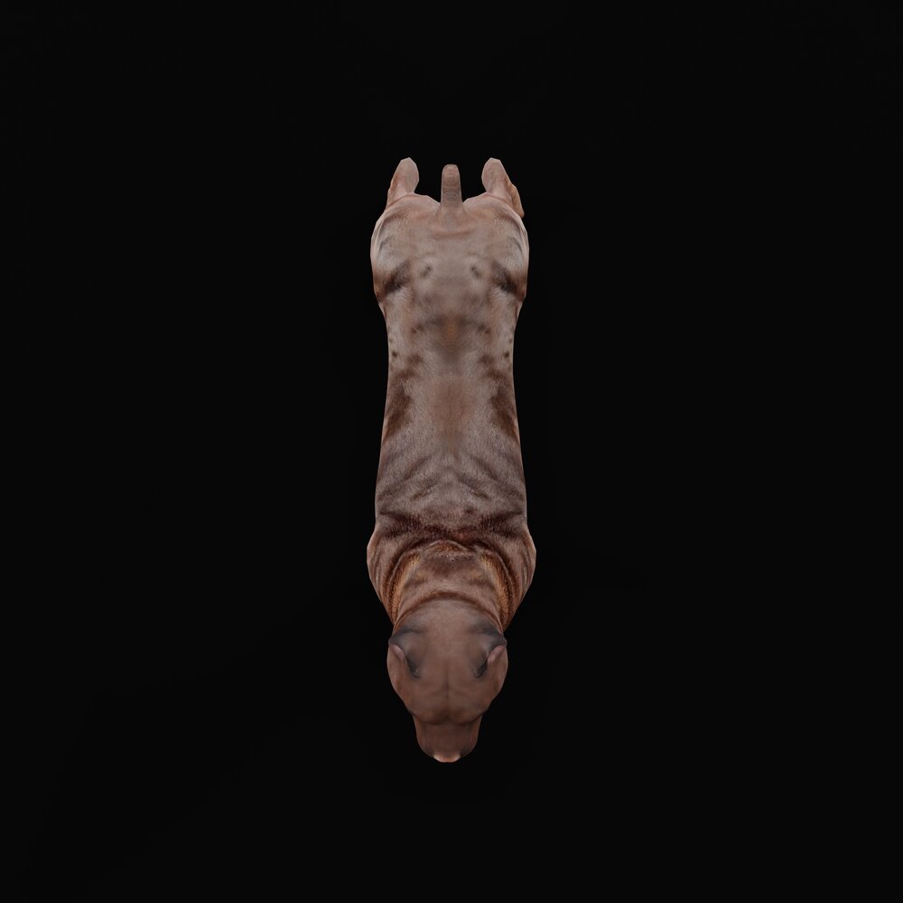 Cane Corso Italian Mastiff Dog Low-poly 3D model - Download Mammals on ...