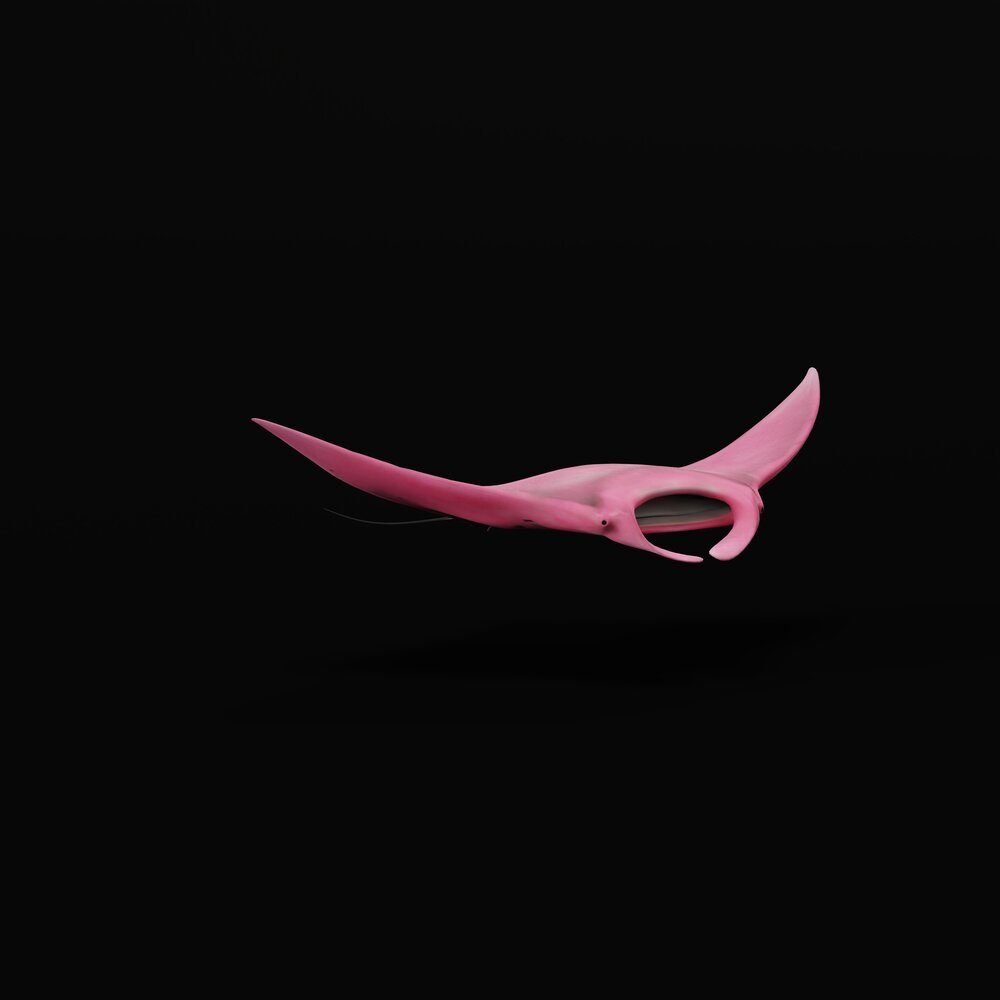 Pink Manta Mobula Ray Low poly 3D model - Download Fish on 3DModels.org