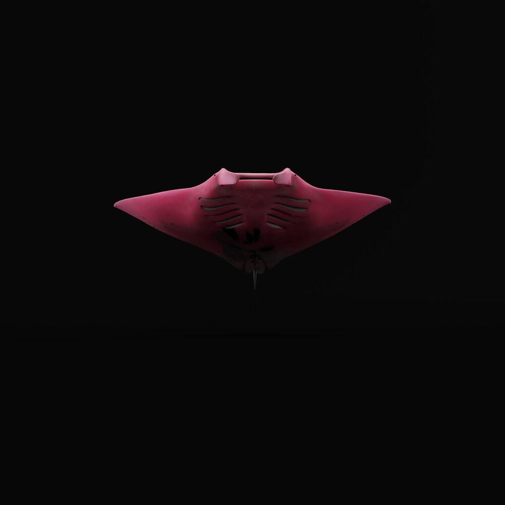 Pink Manta Mobula Ray Low poly 3D model - Download Fish on 3DModels.org