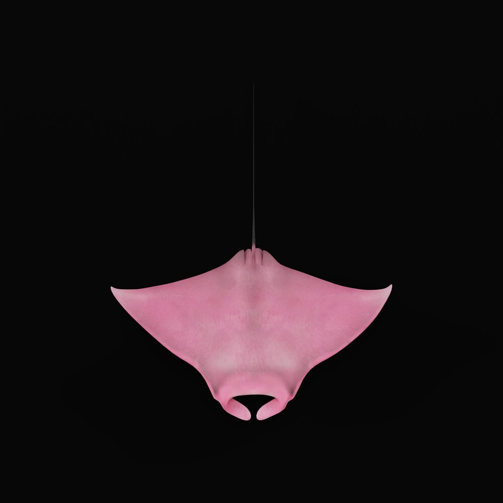 Pink Manta Mobula Ray Low poly 3D model - Download Fish on 3DModels.org