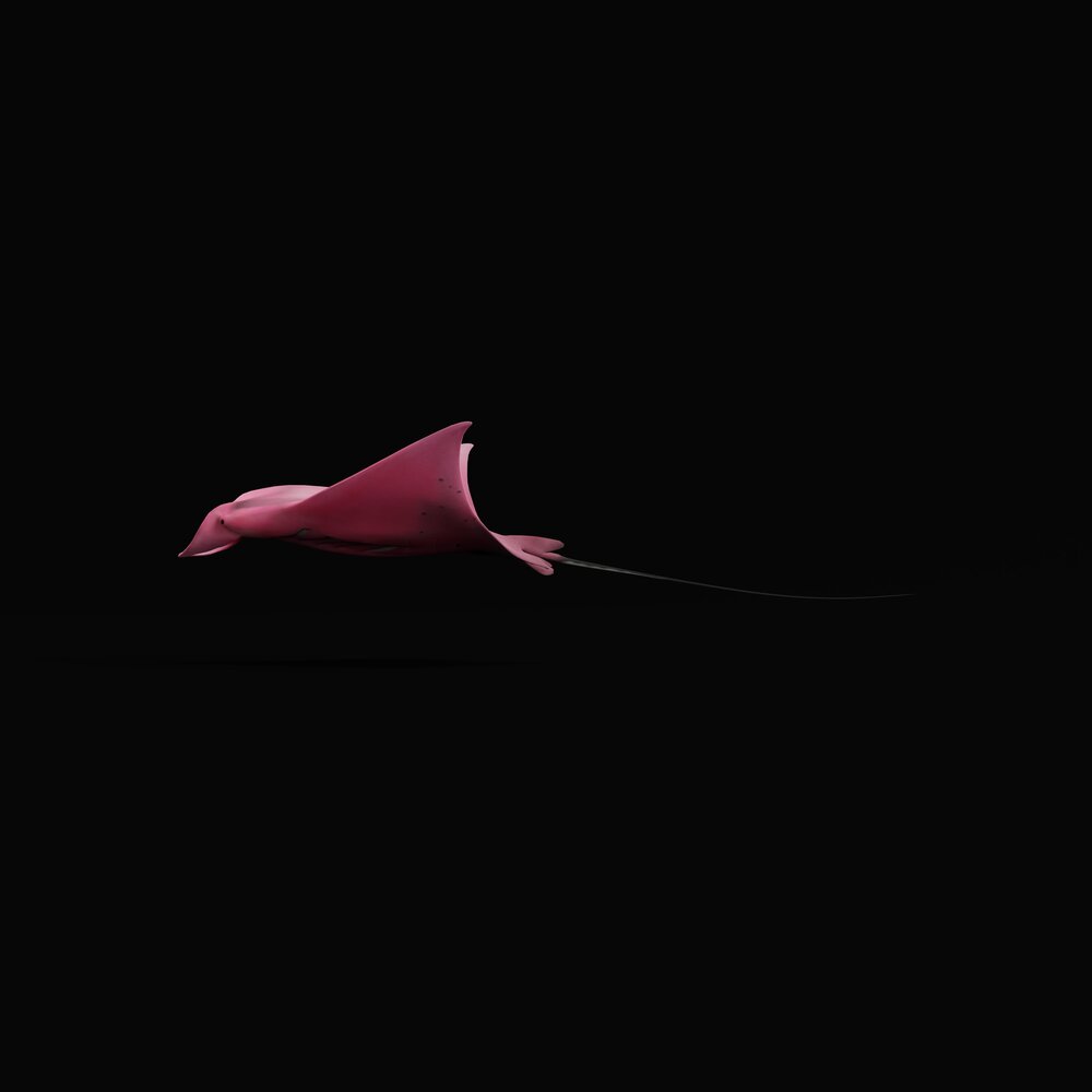 Pink Manta Mobula Ray Low poly 3D model - Download Fish on 3DModels.org
