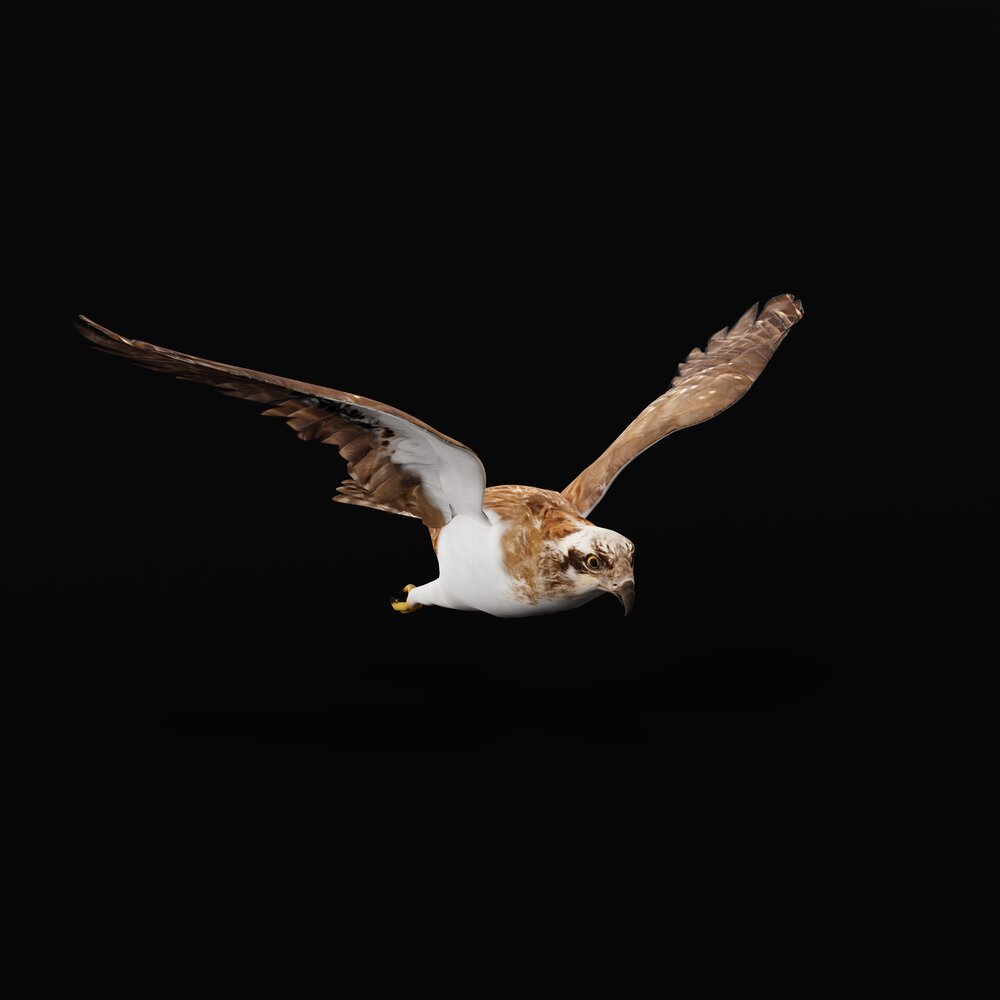 Osprey Sea Hawk Bird Low poly 3D model - Download Birds on 3DModels.org