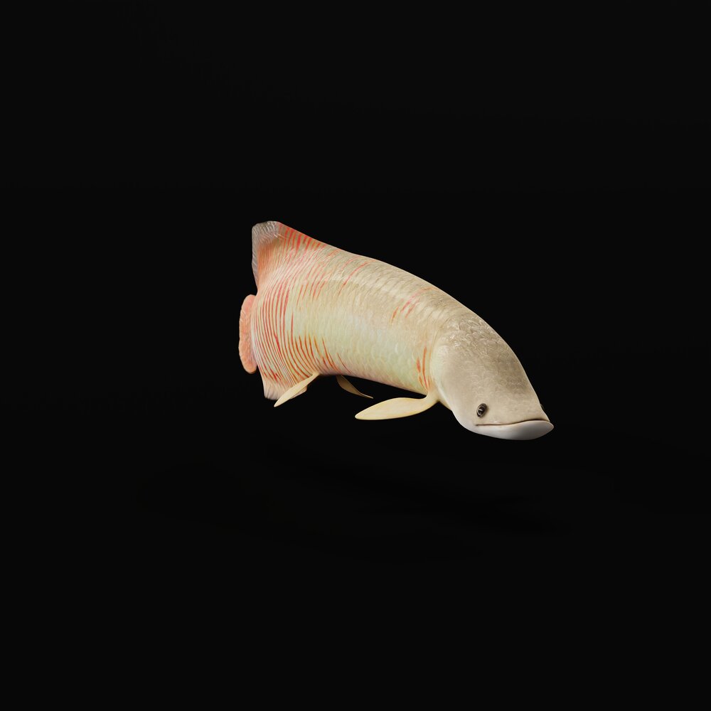 Arapaima Pirarucu Fish Low poly 3D model - Download Fish on 3DModels.org