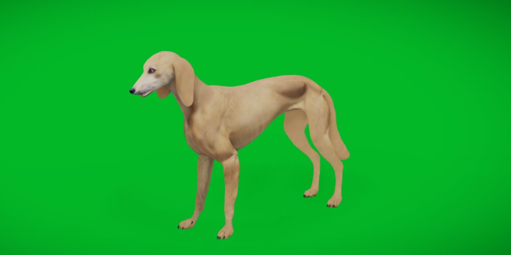 Saluki Persian Hound Dog 3D model - Download Mammals on 3DModels.org