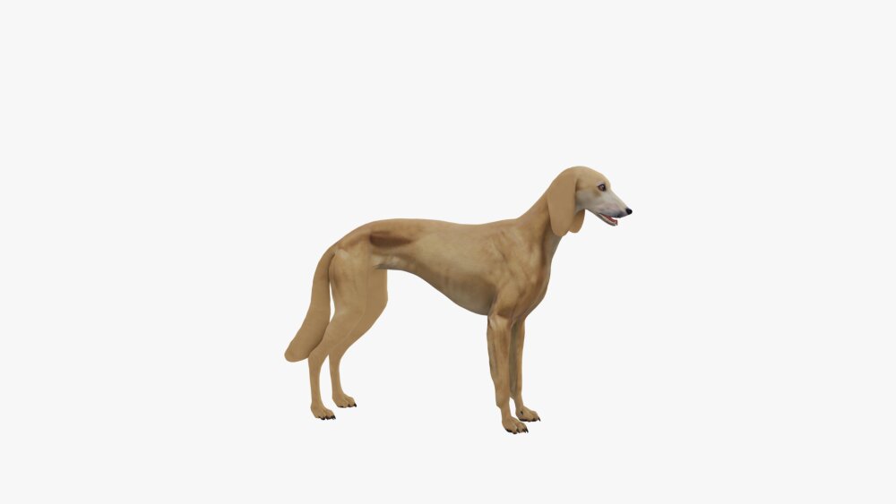 Saluki Persian Hound Dog 3D model - Download Mammals on 3DModels.org
