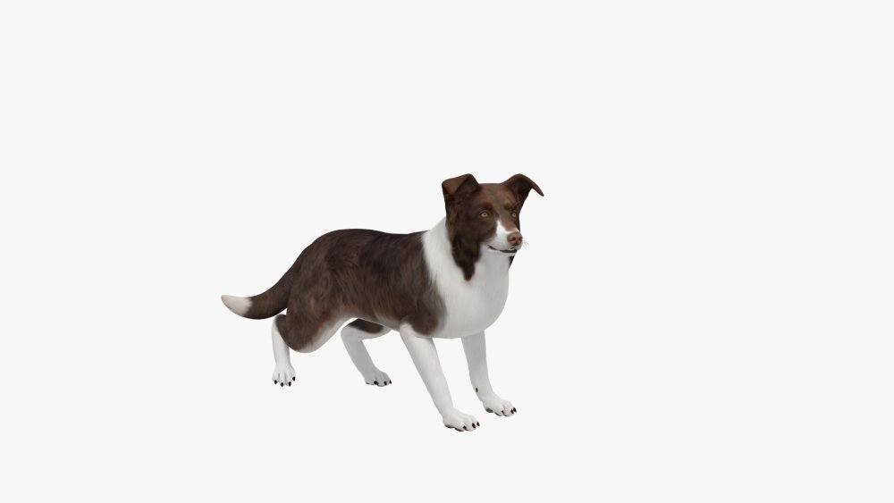 Perro Border Collie Modelo 3D - Descargar Mammalia activado 3DModels.org
