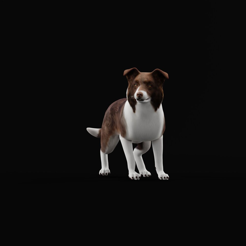 Border Collie Dog 3D model - Download Mammals on 3DModels.org