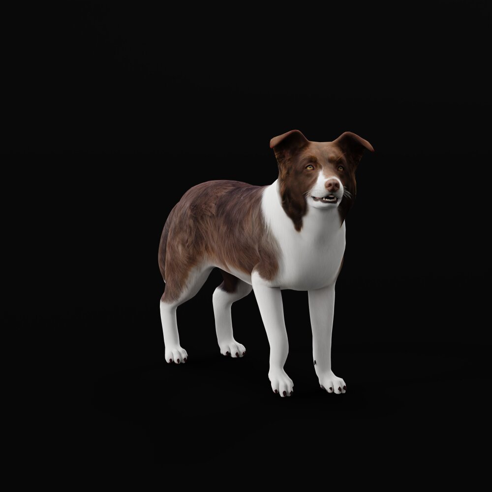 Border Collie Dog 3D model - Download Mammals on 3DModels.org