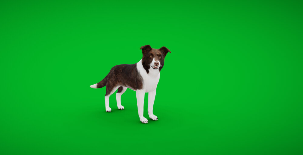 Border Collie Dog 3D model - Download Mammals on 3DModels.org